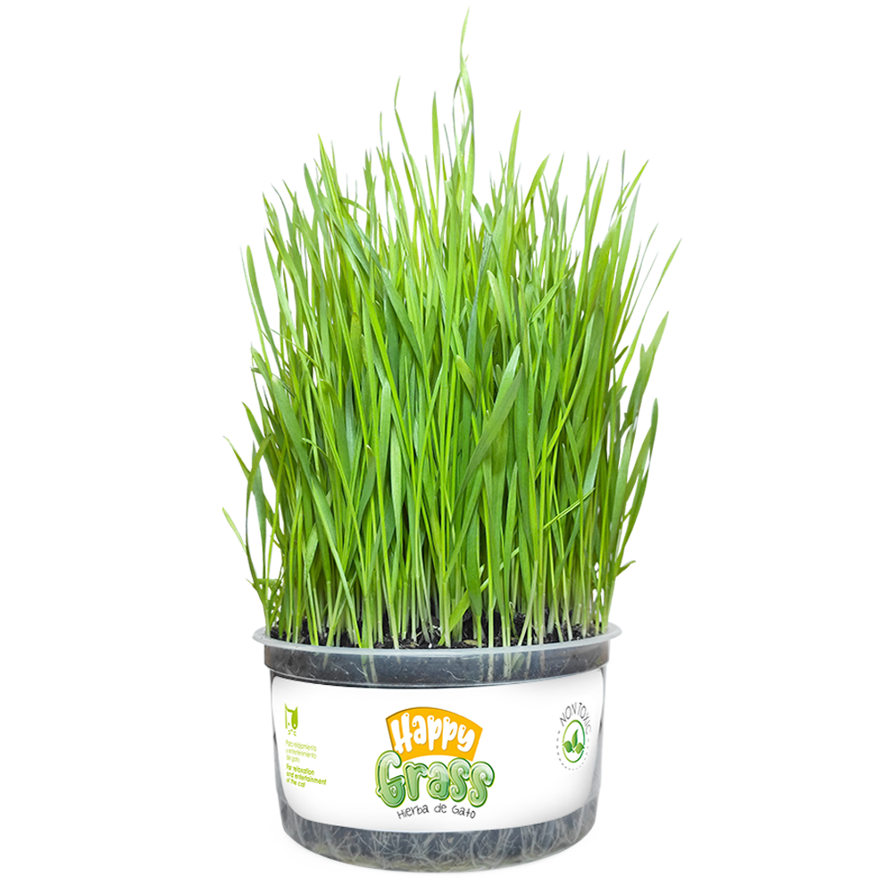 Happy Grass, Pasto para Gatos | Vanderpet Ecuador